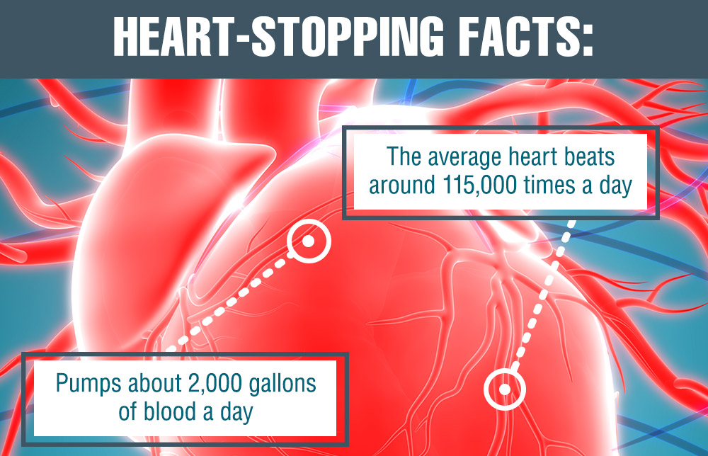 Heart-Stopping Facts About Your Heart - AMBA Blog